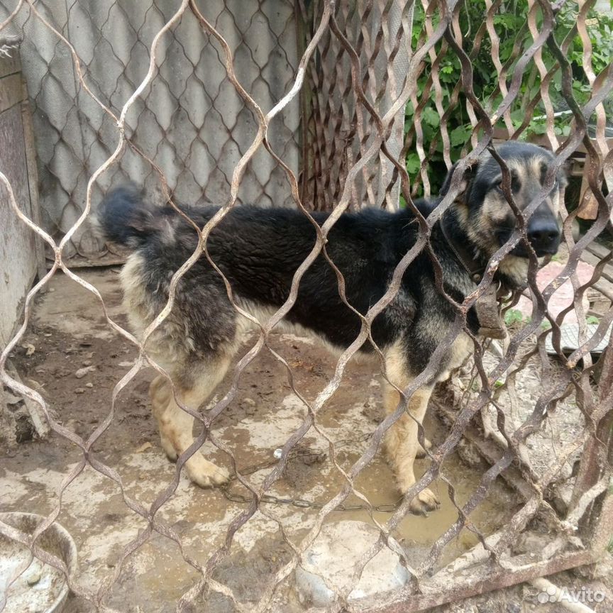 Зовут бозон порода немецкая овчарка 1,5 год