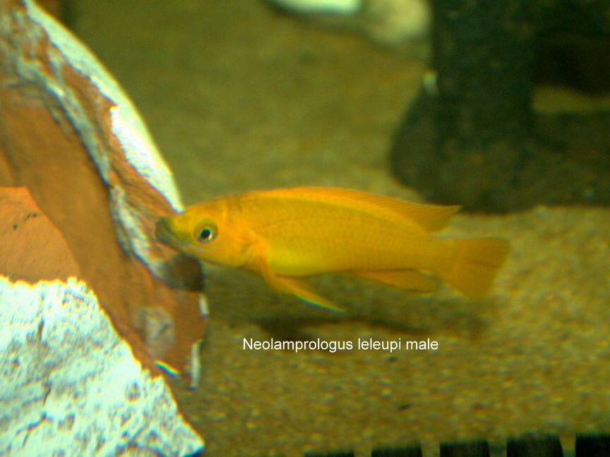 Апельсиновый лампрологус