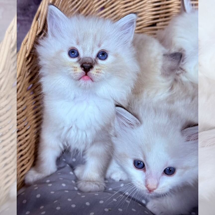 Рэгдолл котёнок