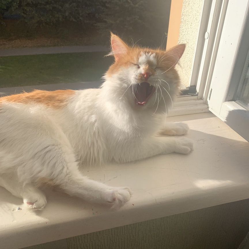 Курильский бобтейл