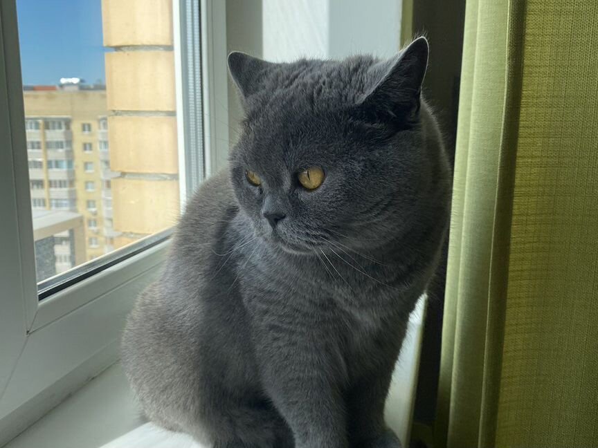 Британская кошка в дар
