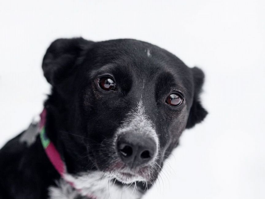 Панда ищет дом