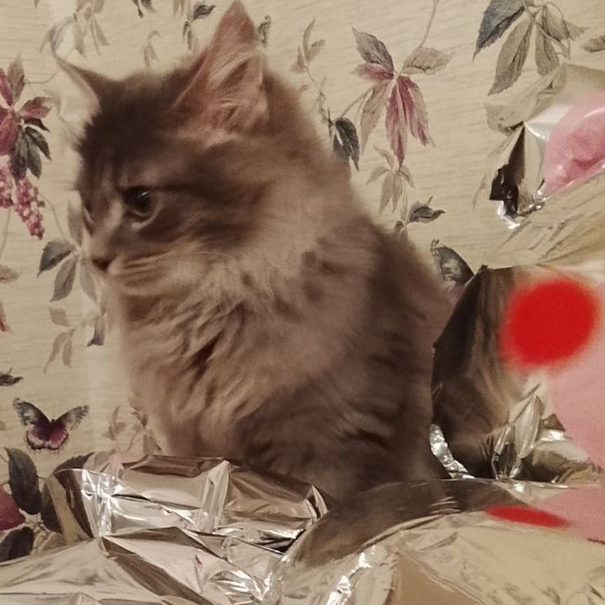 Сибирский котёнок