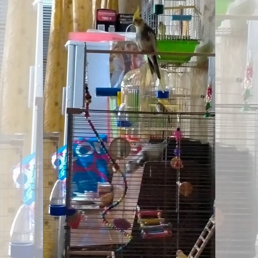 Попугаи корелла с клеткой