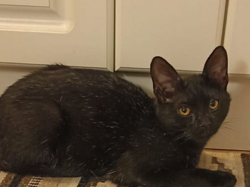 Кото-подросток в добрые руки