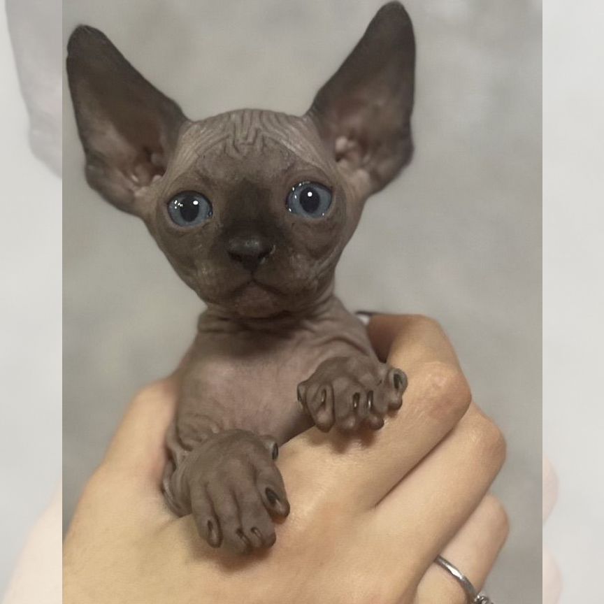 Канадский сфинкс котёнок