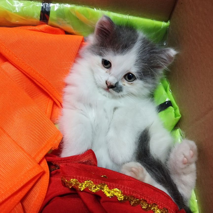 Котенок ищет дом