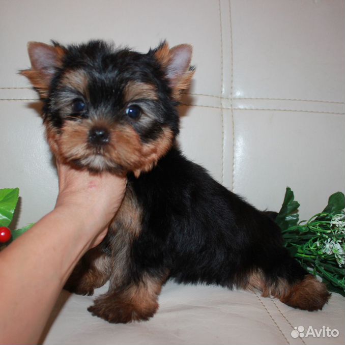 Очаровательный малыш Алекс 2 мес