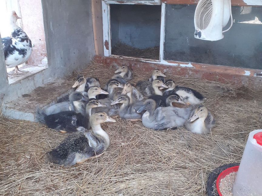 Утки башкирские