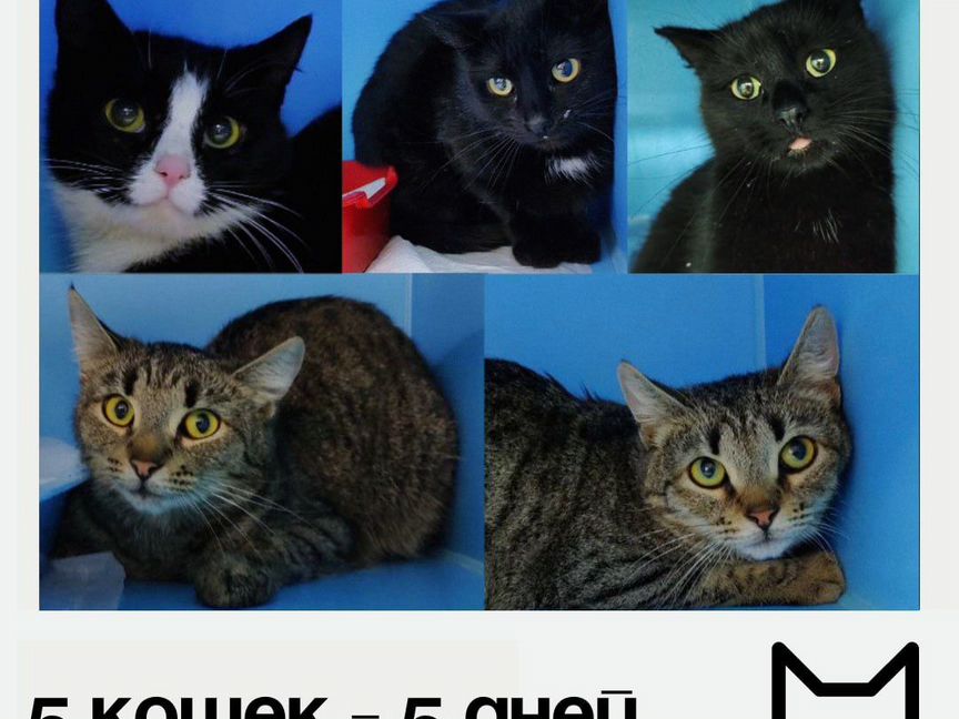 Выпуск через 3 дня. Кошки после стерилизации