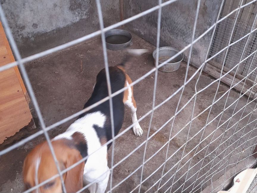 Собаки бесплатно