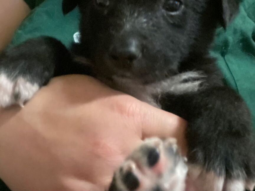 Маленький щенок 1 мес