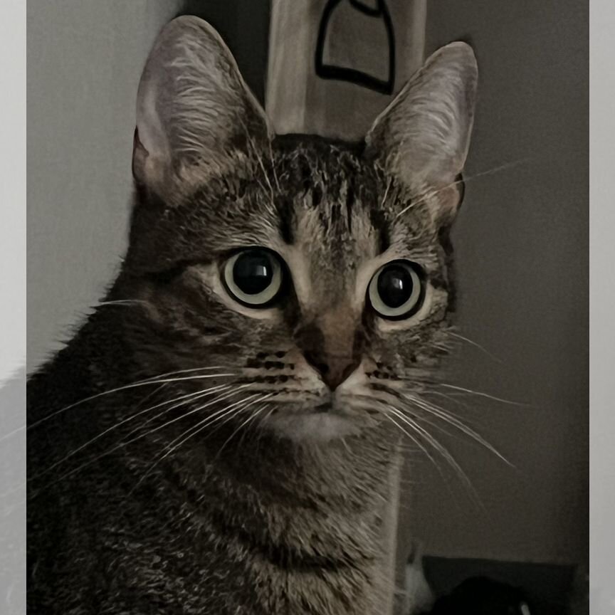 Взрослая кошка в добрые руки