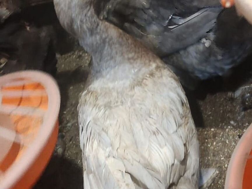 Мускусные утки (Индоутки)