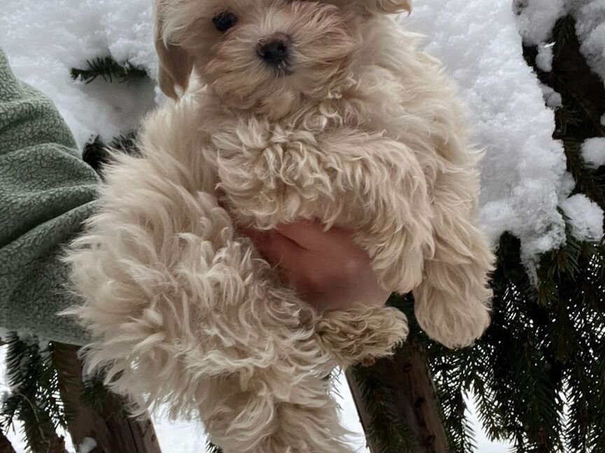 Мальтипу мини