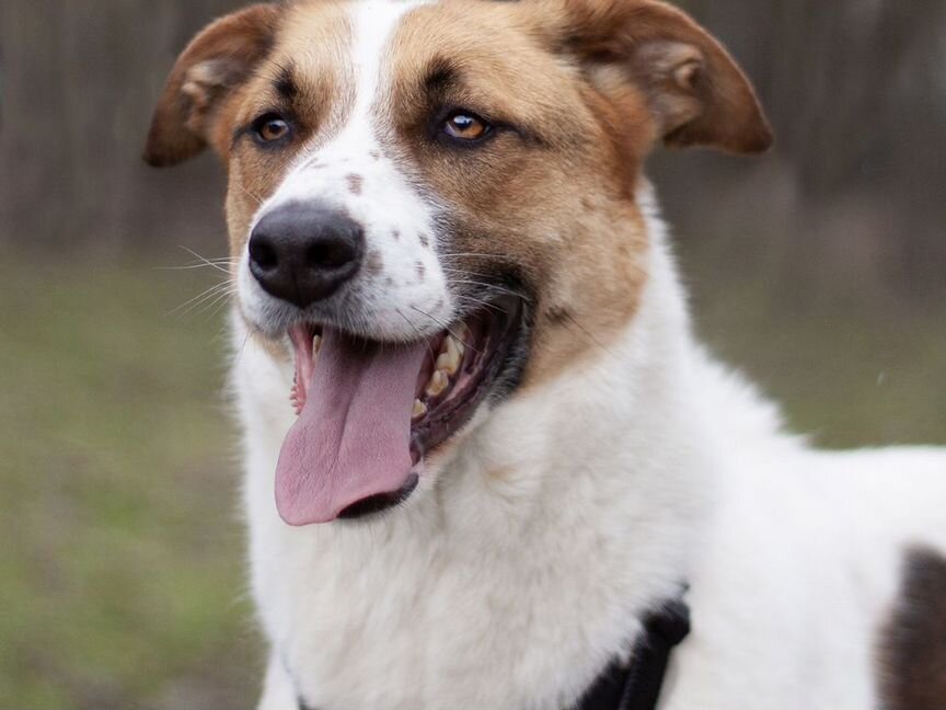 Рэми предали и сдали в приют.Ждет настоящую семью