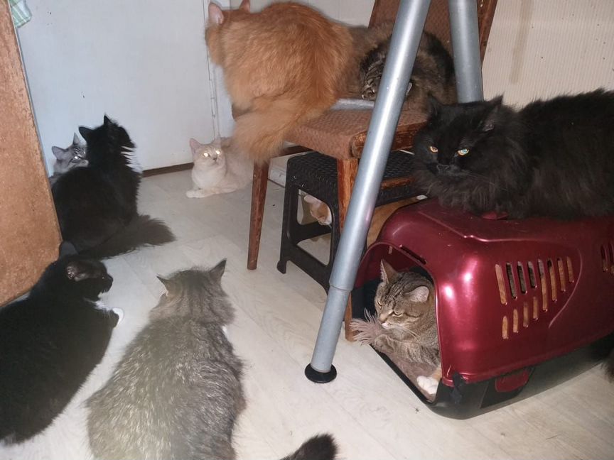 Помощь приюту