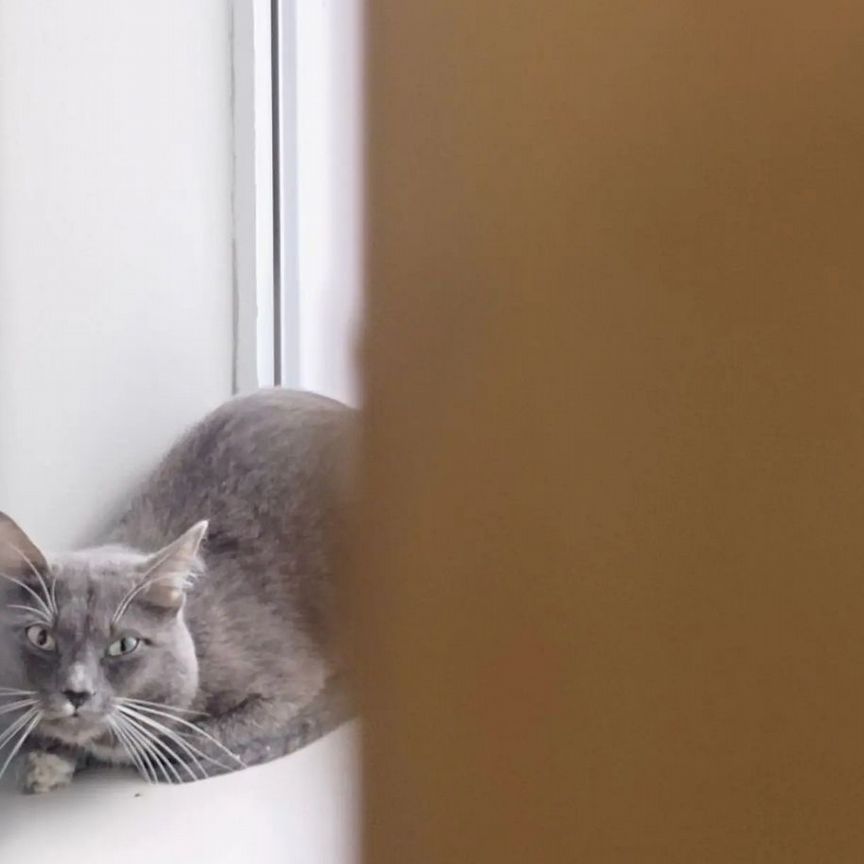 Взрослая, кошка в добрые руки