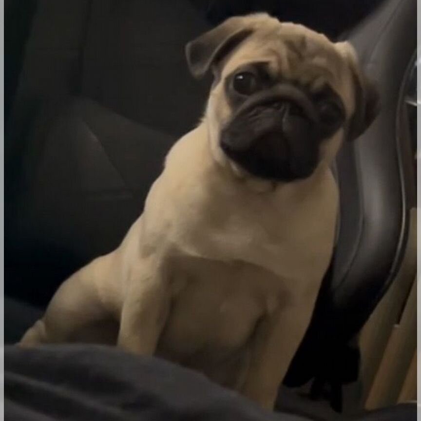 Мопс, щенок