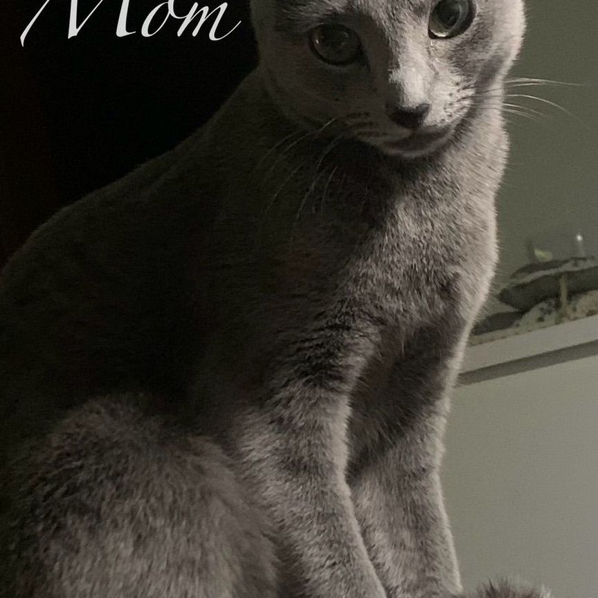 Котята породы "Русская голубая"