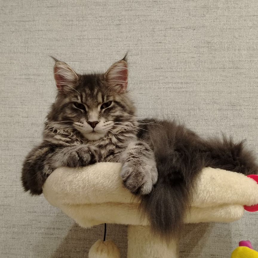 Отдам котёнка мейн-кун