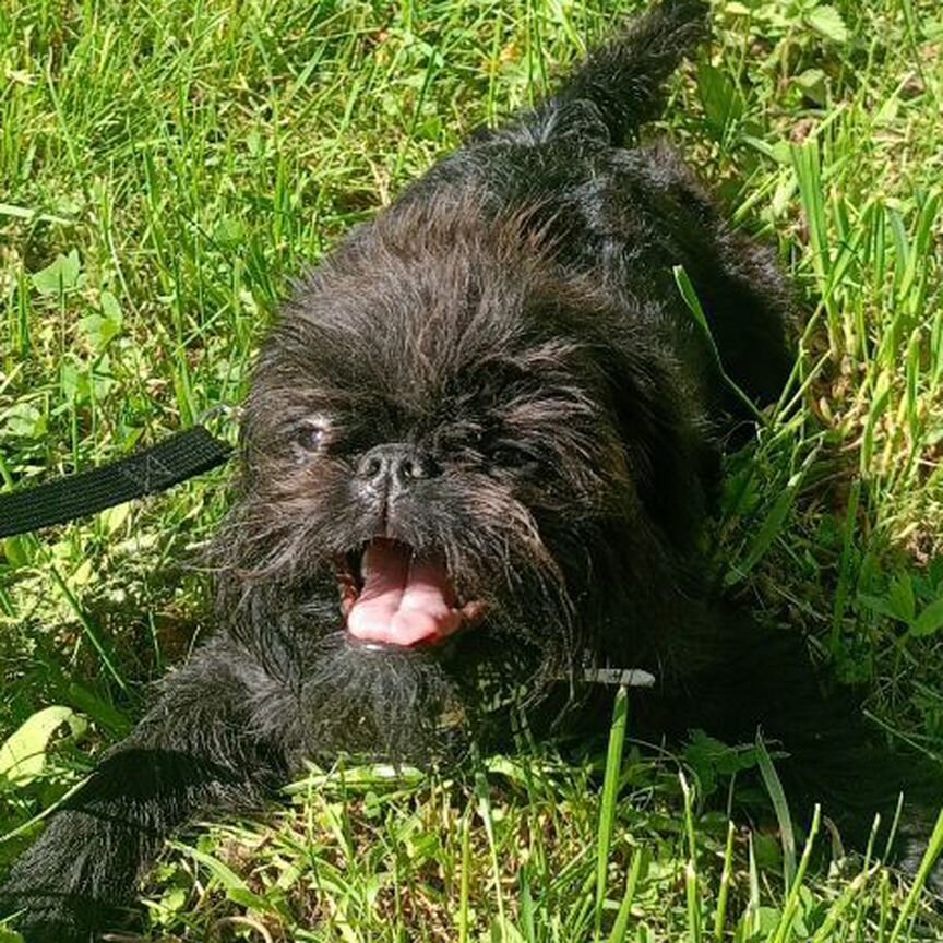 Бельгийский гриффон, щенок