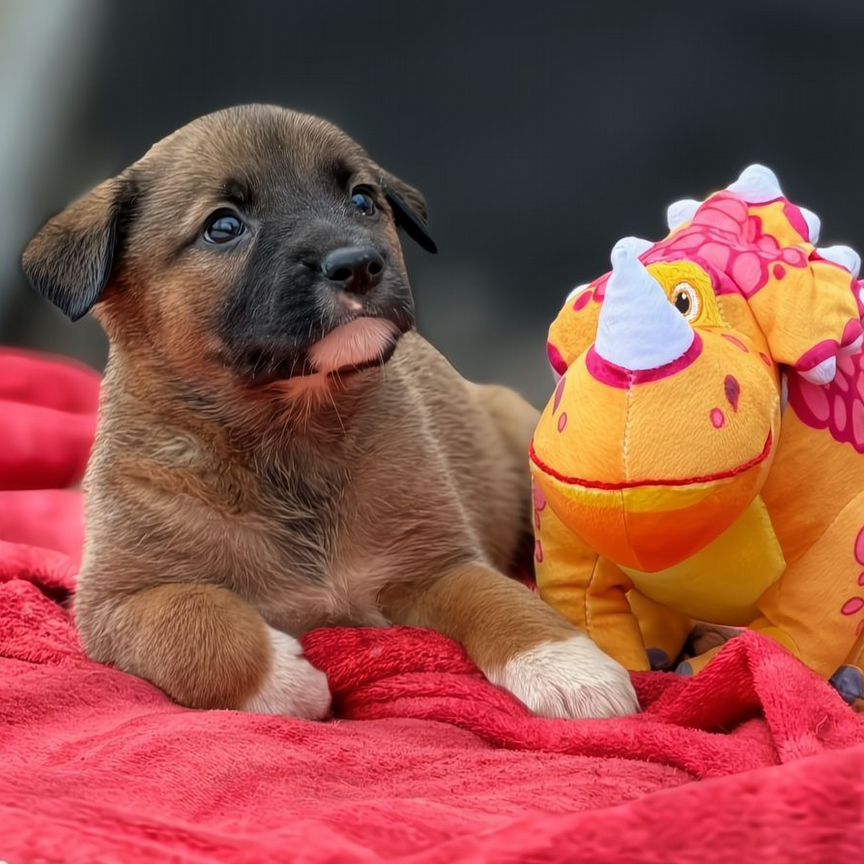 Щенок в добрые руки