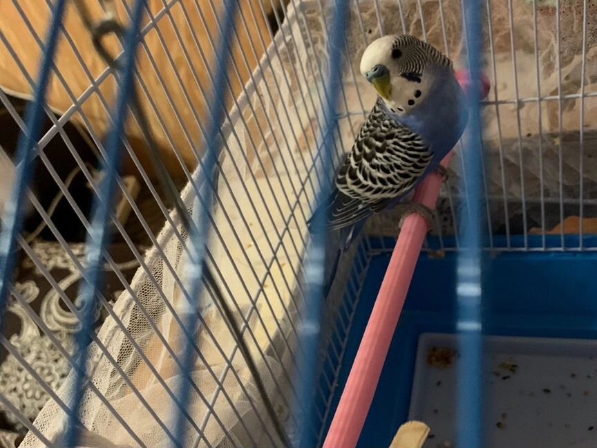Волнистый попугай с клеткой
