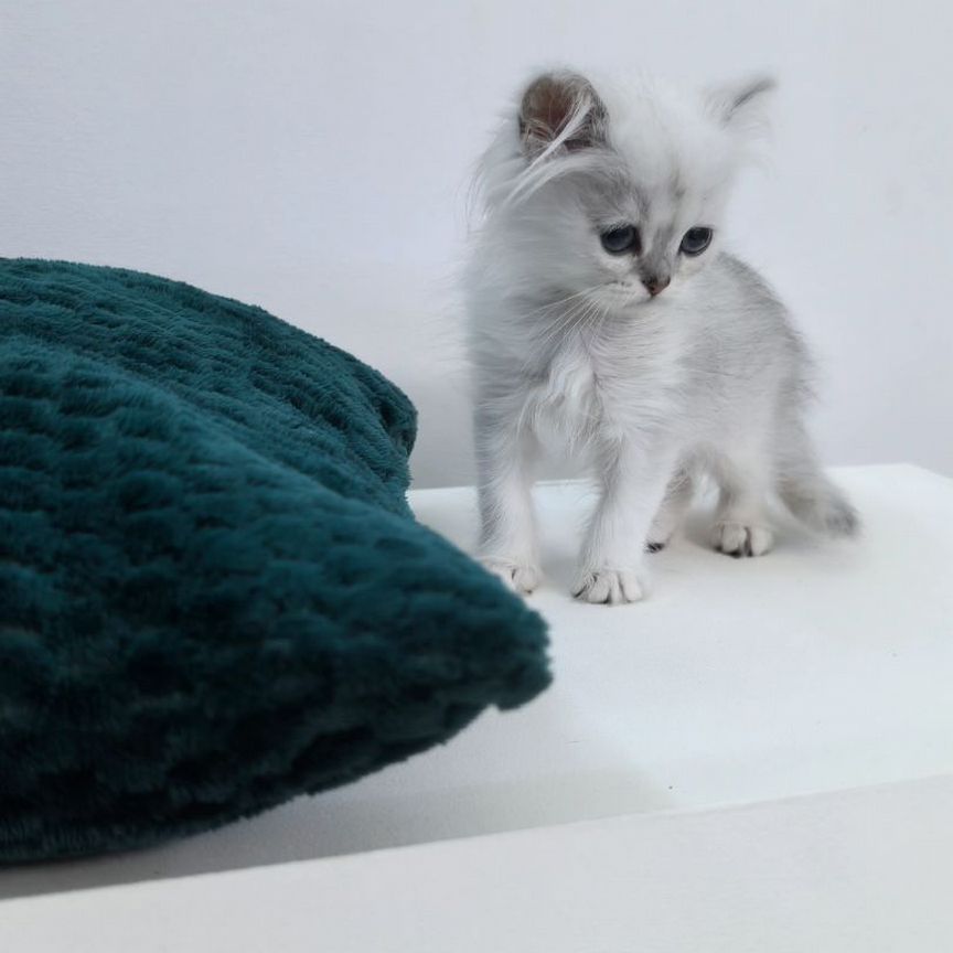 Котёнок