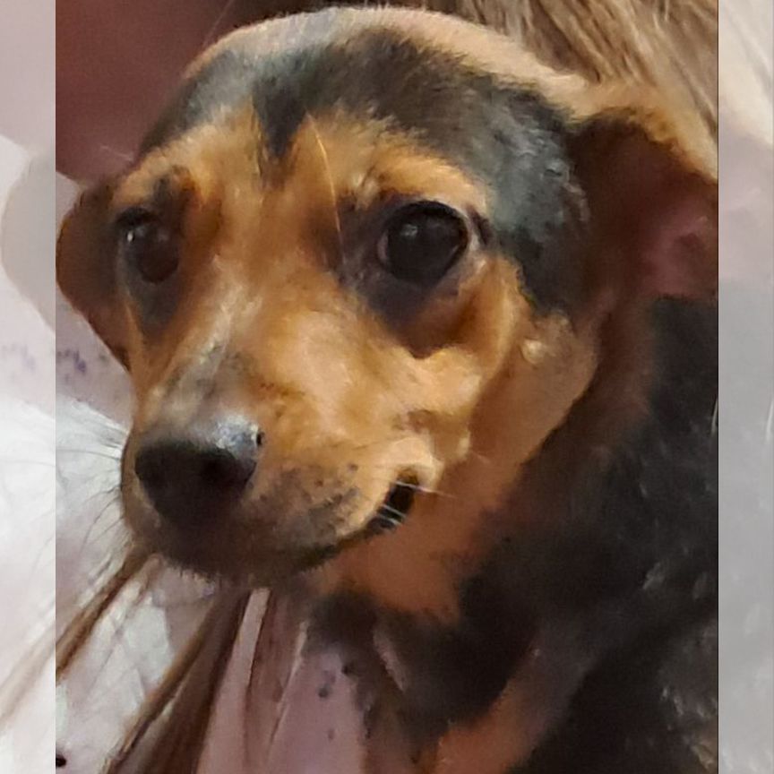 Русский той-терьер, взрослая собака