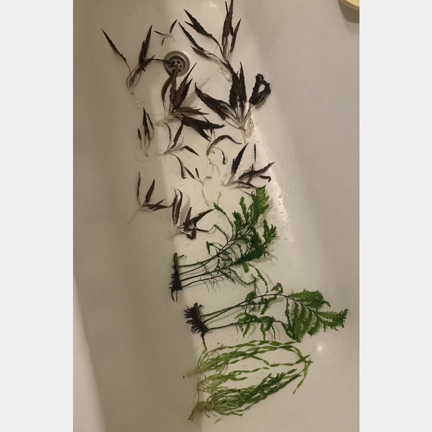 Криптокорина и параротник