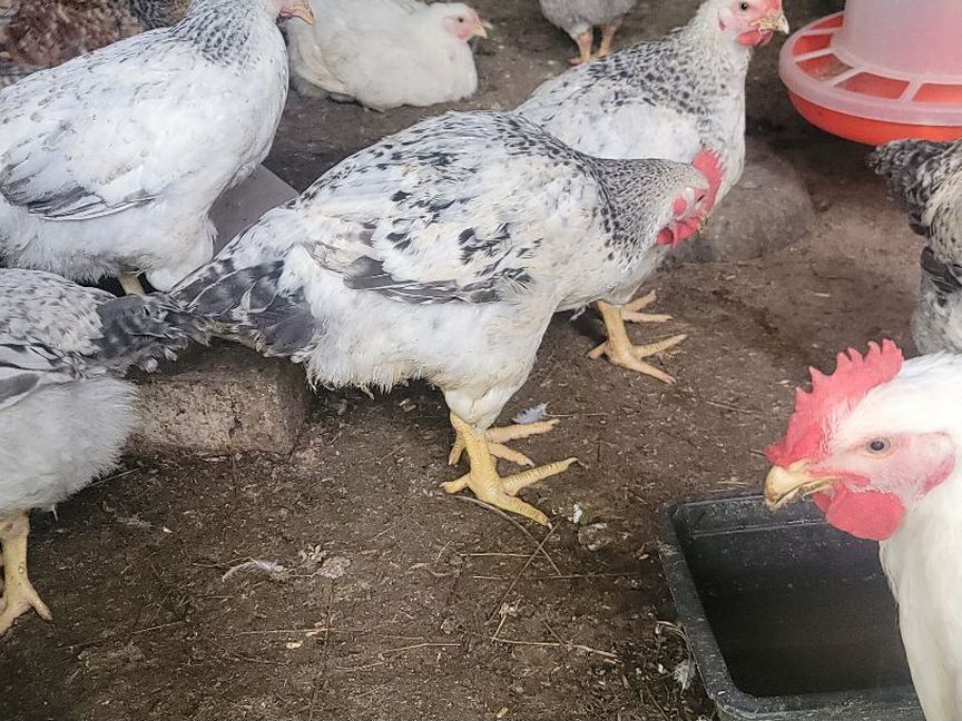 Цыплята породы Мастер грей петушки 3 месяца