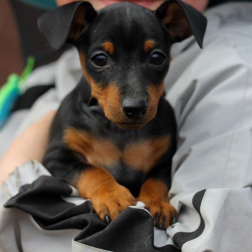 Цвергпинчер, щенок