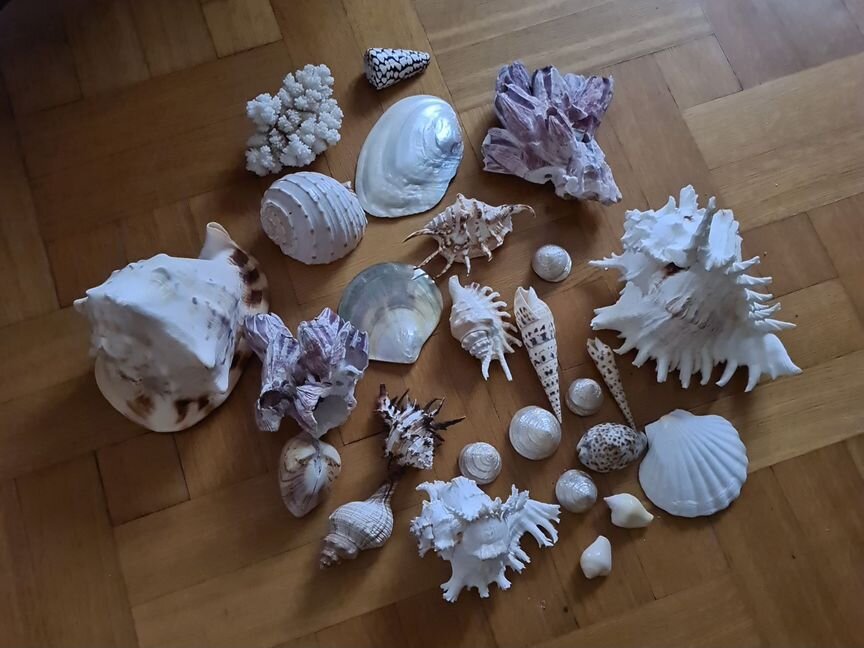 Морские ракушки для аквариума или декора