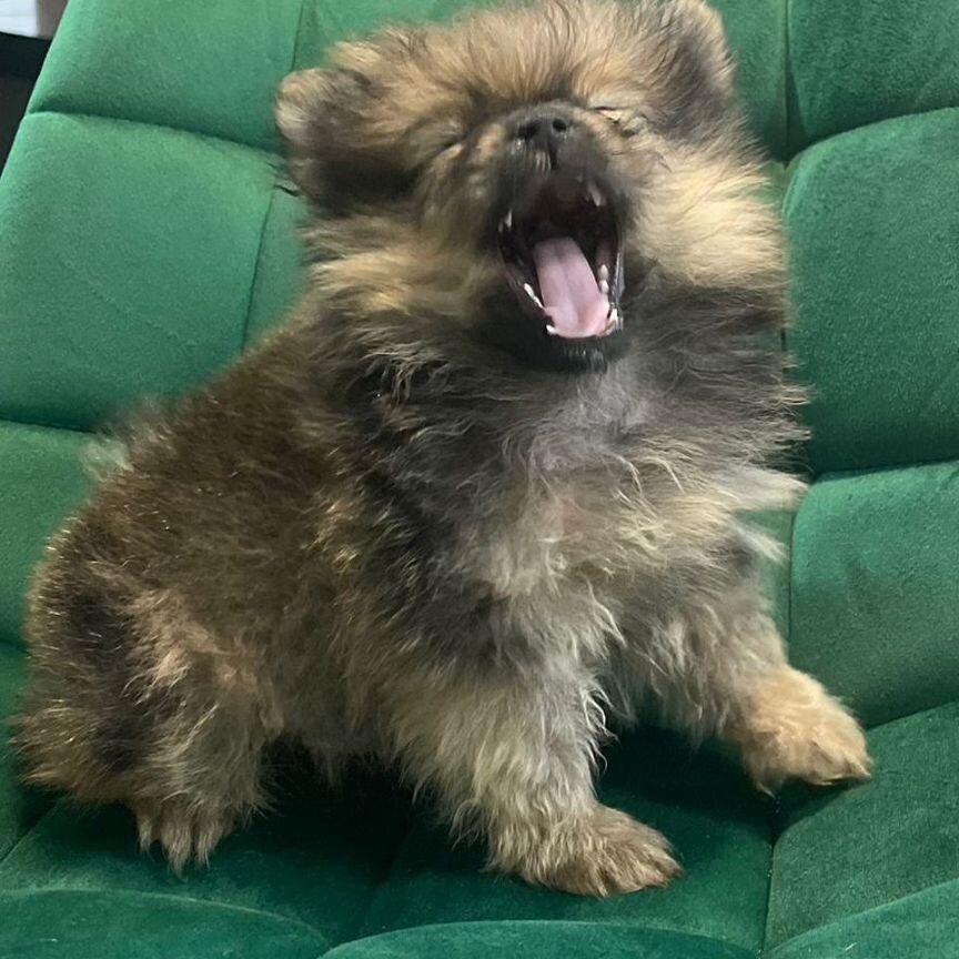 Шпиц мальчик