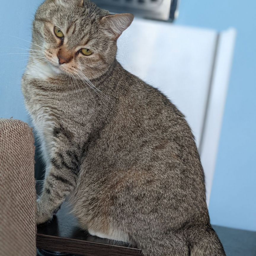 Потерялся кот