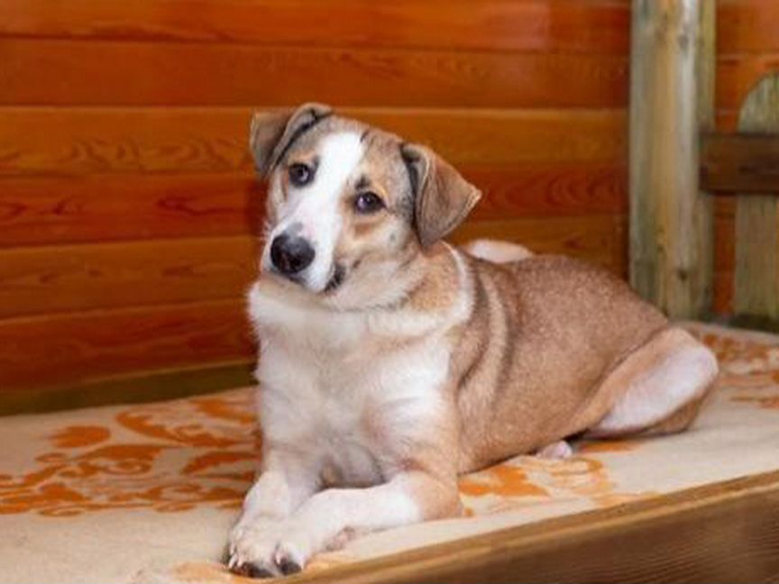 Собака в добрые руки отдам бесплатно