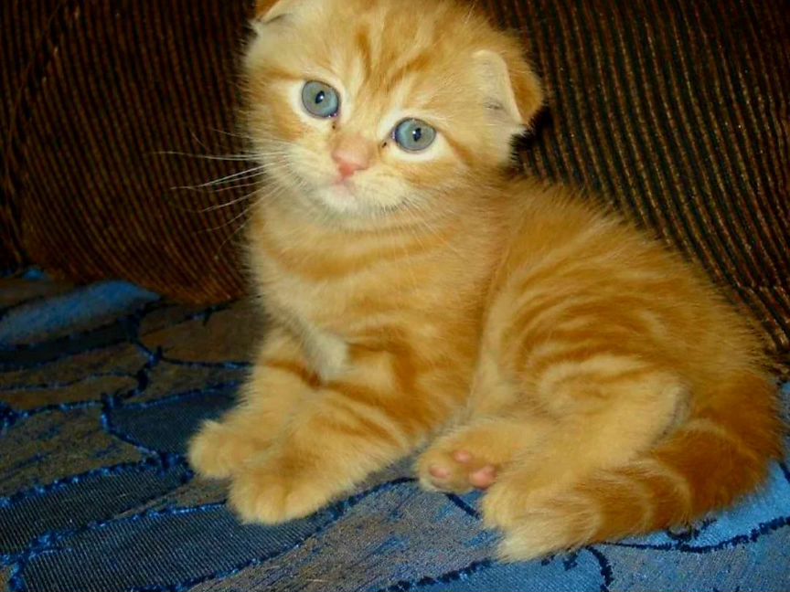 Котята мейн-кун