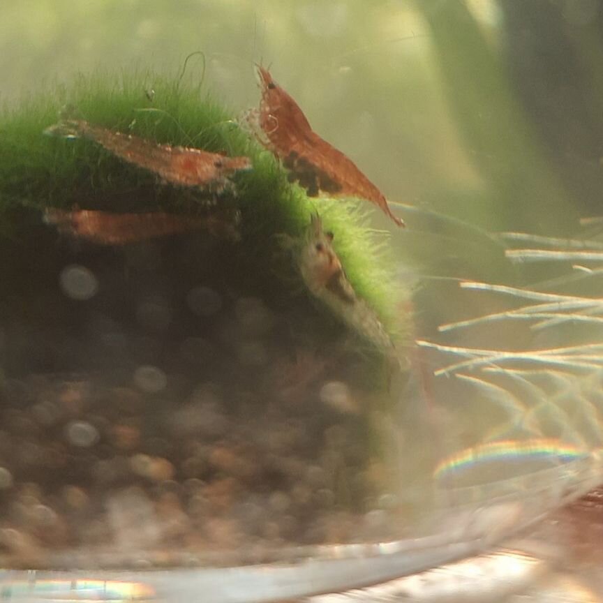 Креветки-вишни (20шт)   плавающие растения