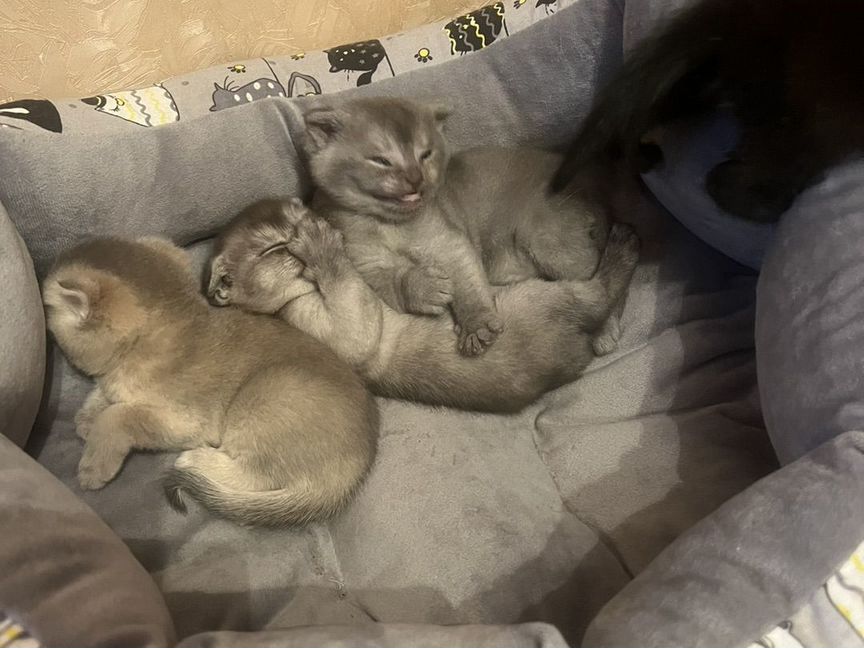 Принимаю бронь на котят,родились 20.02.2024г