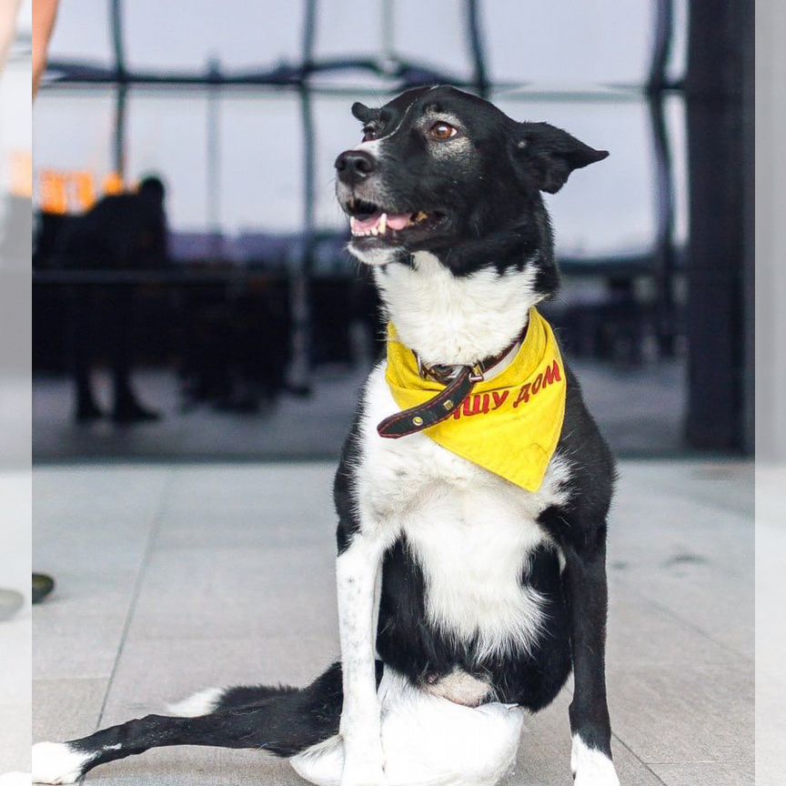 Нежная Бима ищет дом