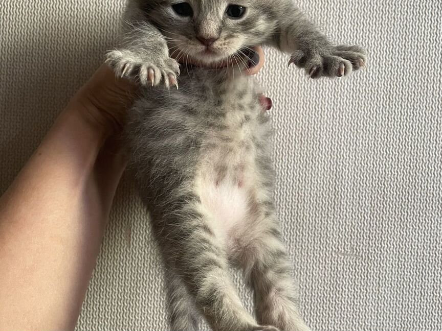 Котята британцы