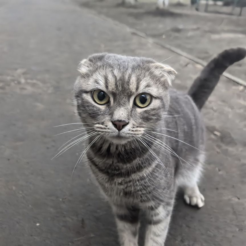 Найден вислоухий кот