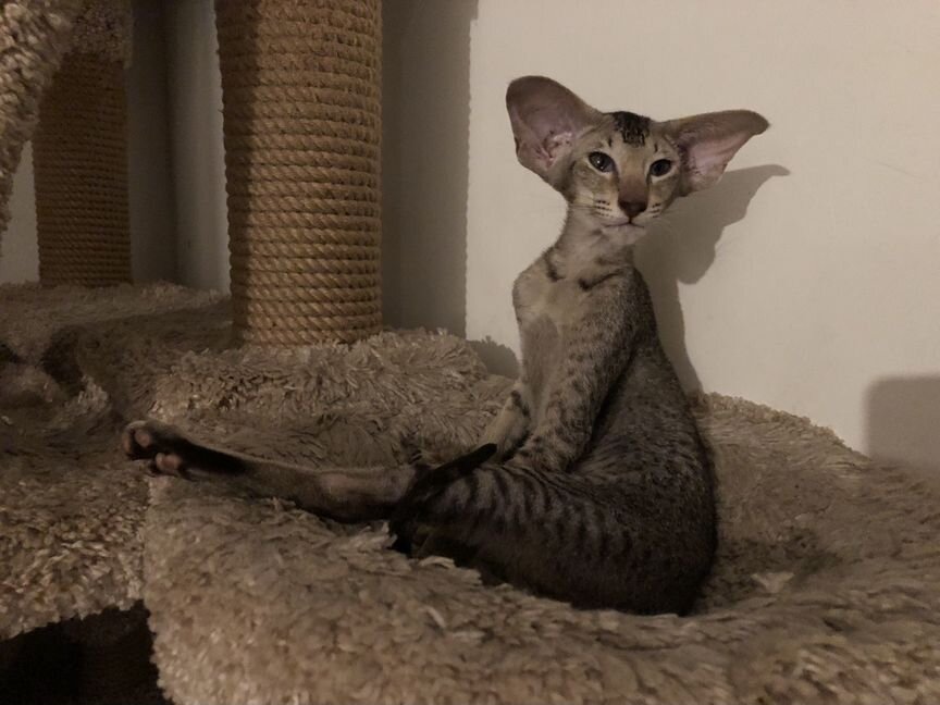 Ориентальные котята