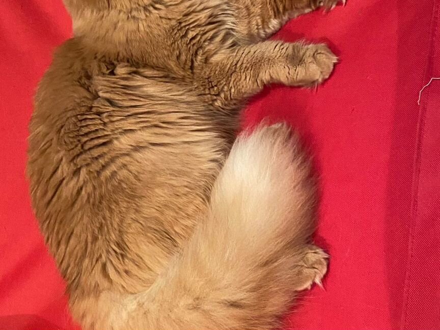 Шотландская рыжая прямоухая кошечка