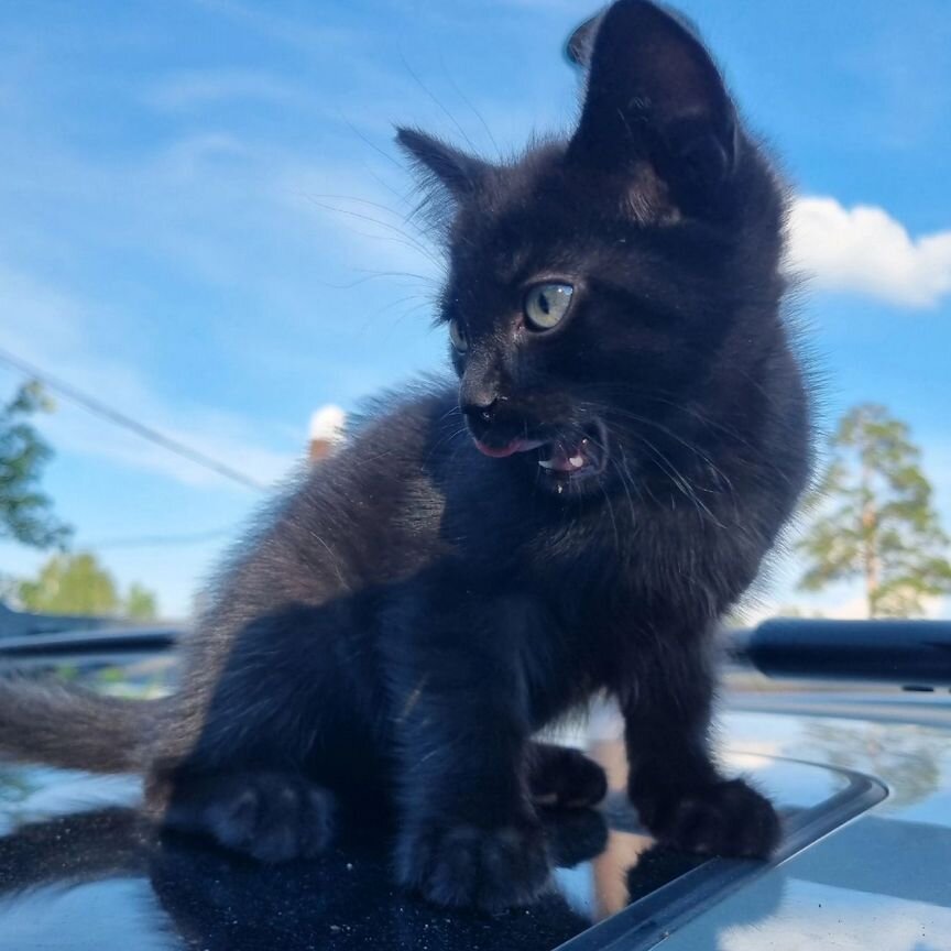 Котёнок в добрые руки