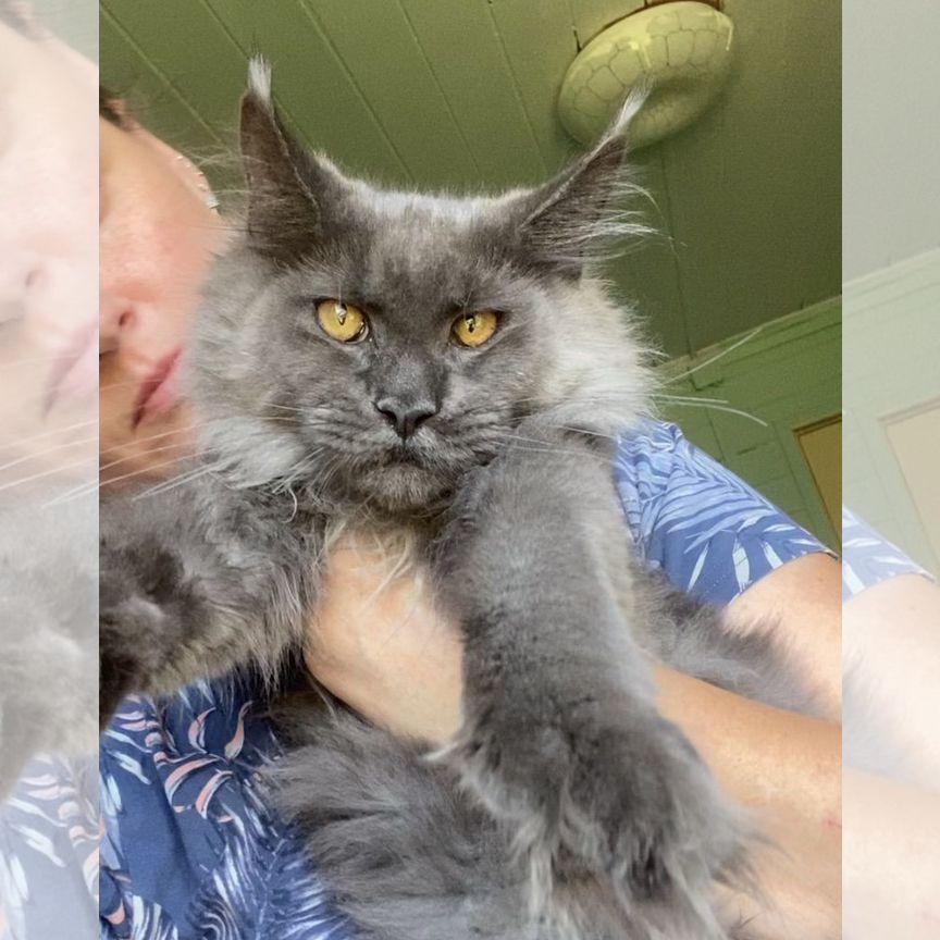 Кошка мейн-кун голубой дым