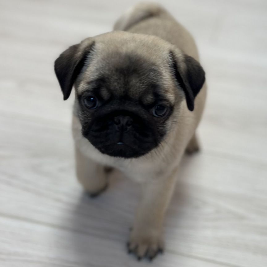 Мопс, щенок