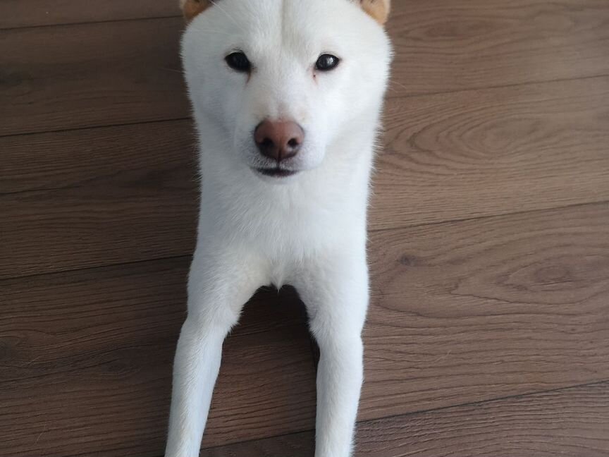 Собака сиба ину