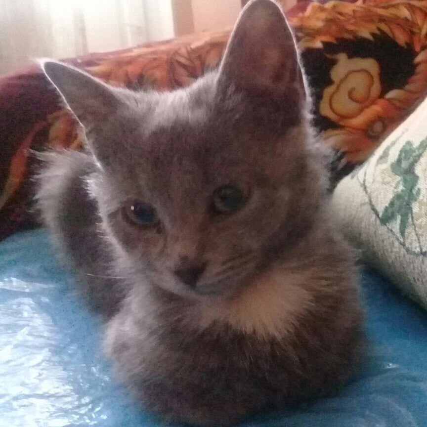 Отдам в добрые руки